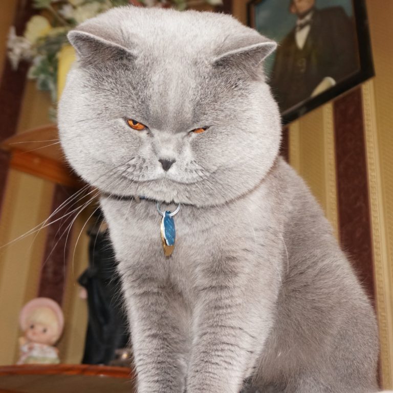 Sires | Blue Duchess Cats