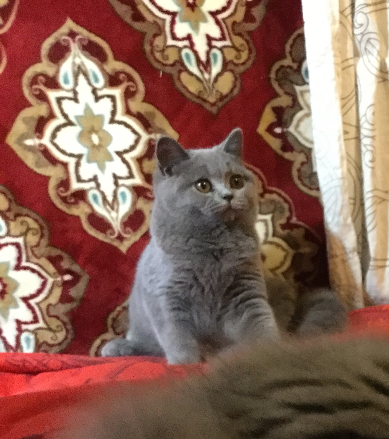 Kittens | Blue Duchess Cats
