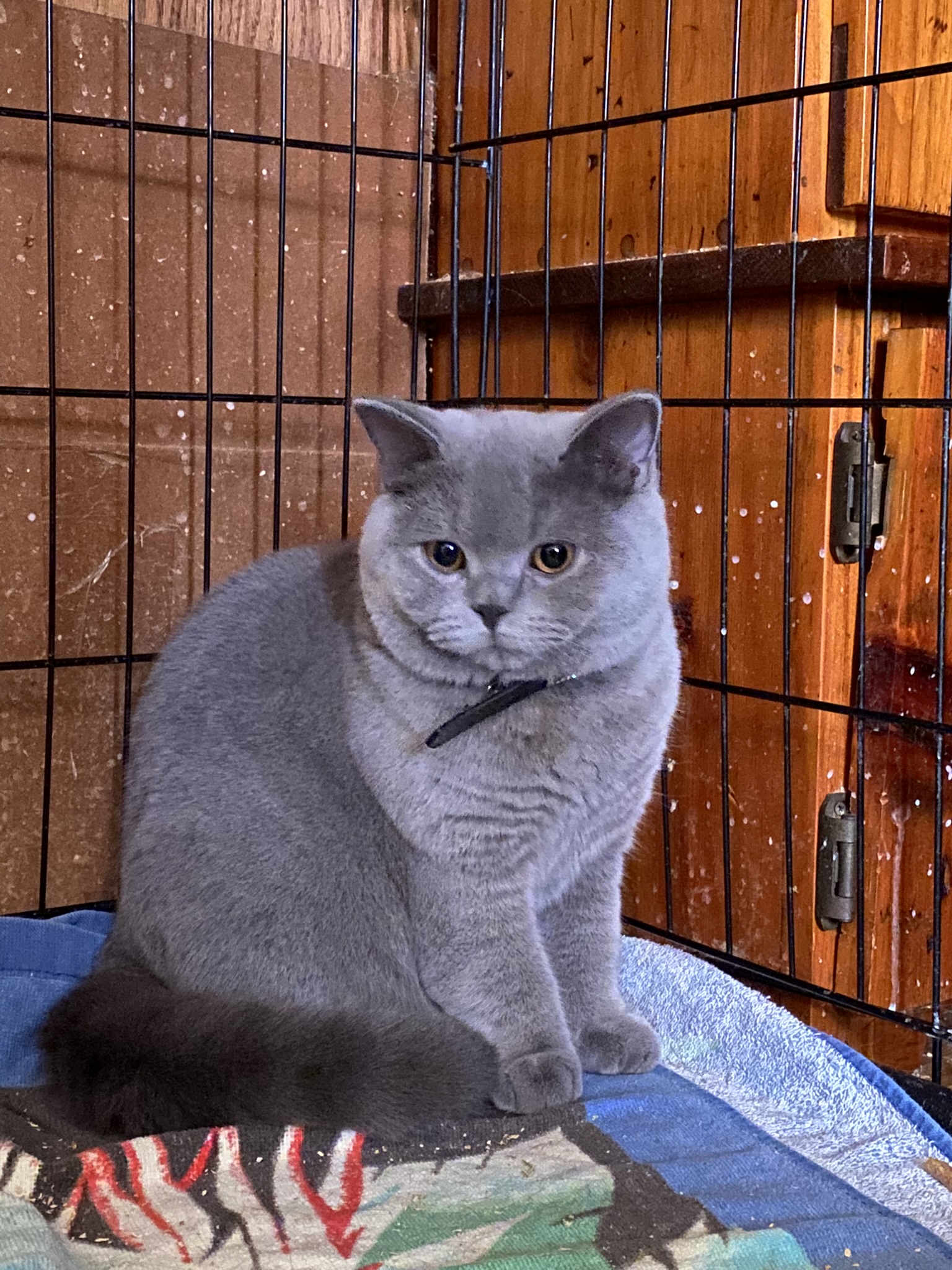 Kittens | Blue Duchess Cats
