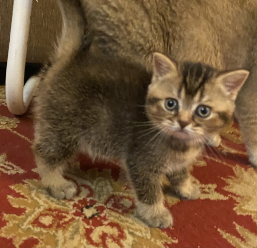 Kittens | Blue Duchess Cats
